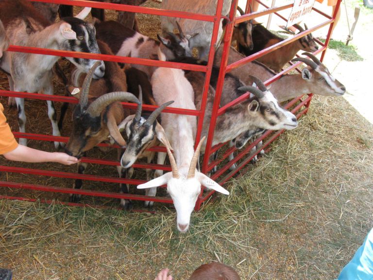 2014 Road Trip Photos #8: Our Favorite NWSF Animals « Midlife Crisis ...