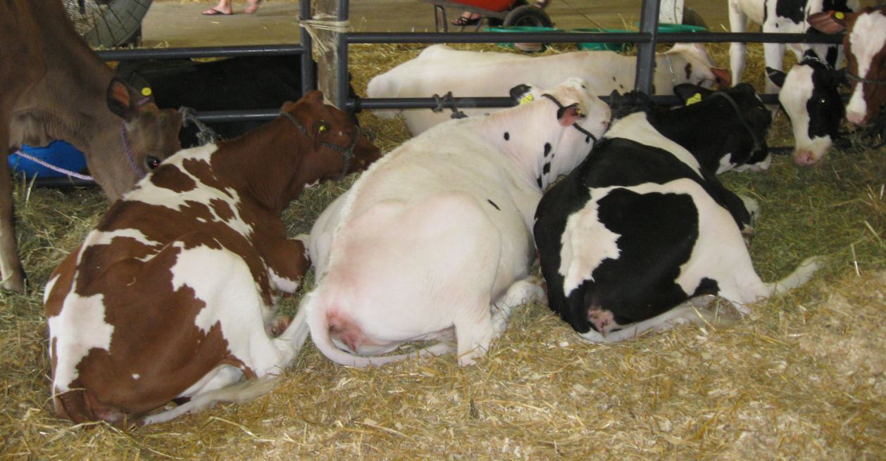 2014 Road Trip Photos #8: Our Favorite NWSF Animals « Midlife Crisis ...