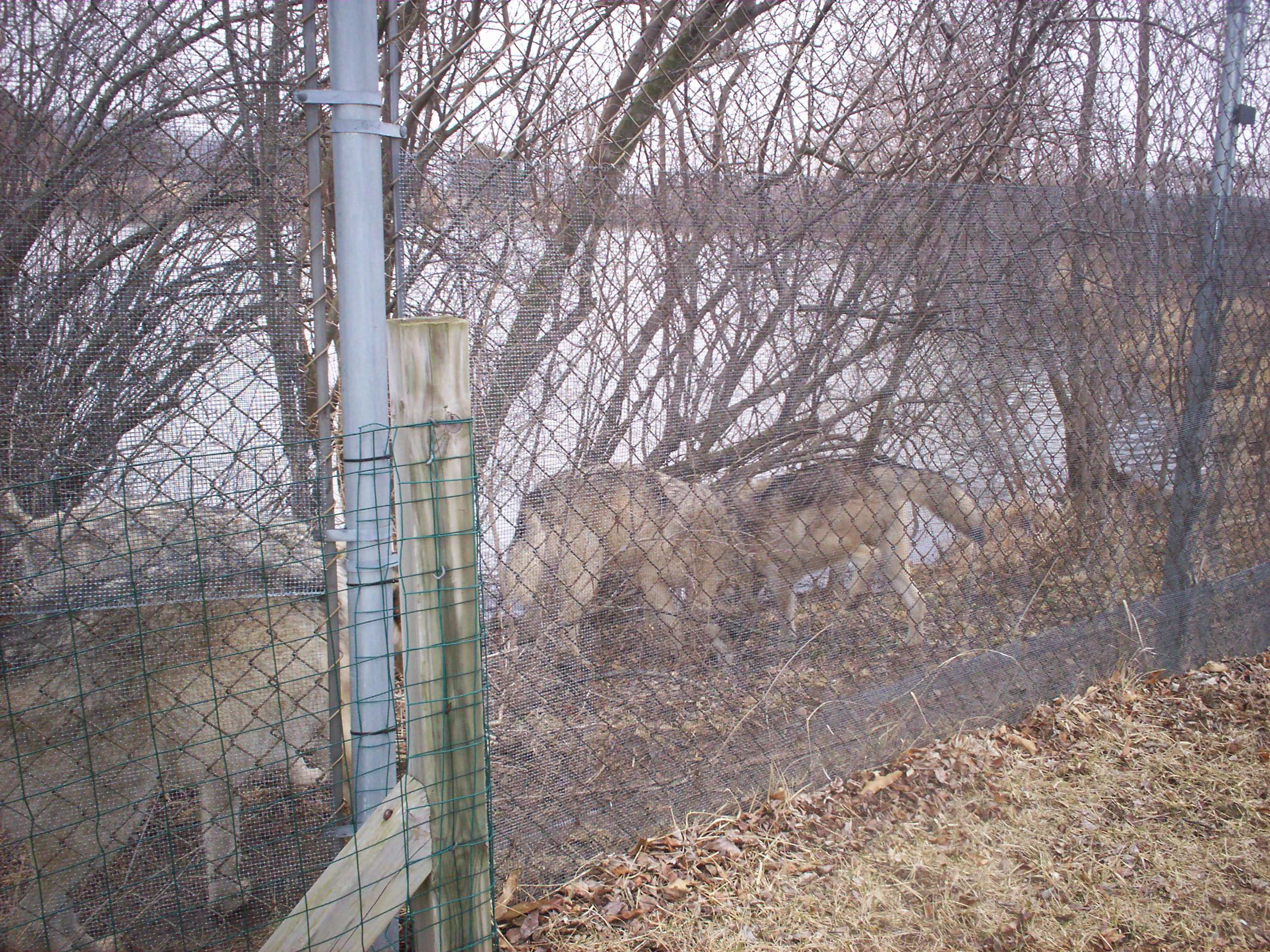 Easters with Wolves « Midlife Crisis Crossover!