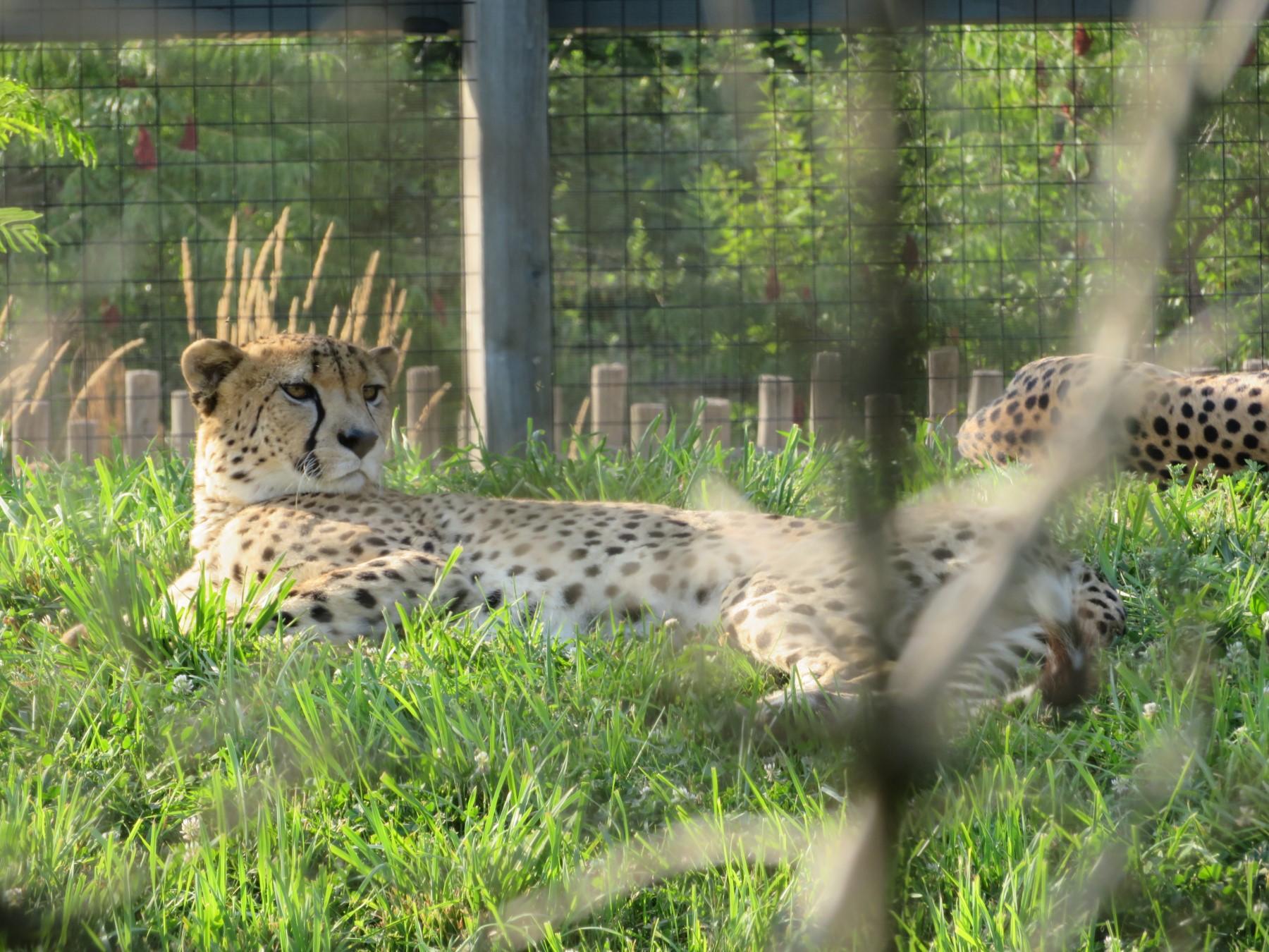 2 Hours of Jazz, 40 Minutes of Animals: Indy Zoo Revue #10 « Midlife ...